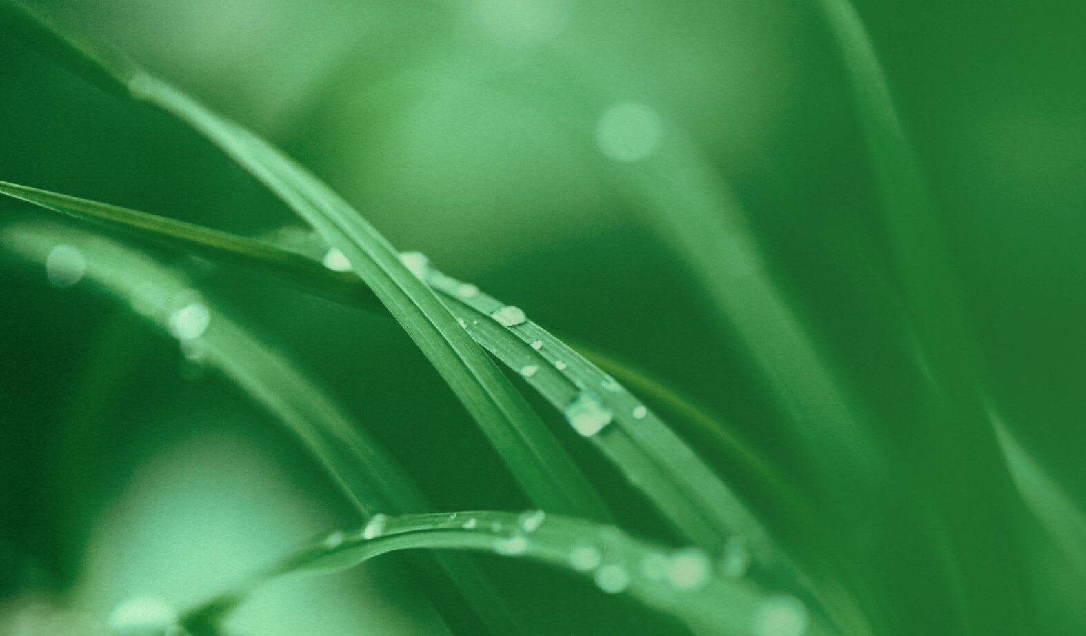 Verdant - OpenGate Capital